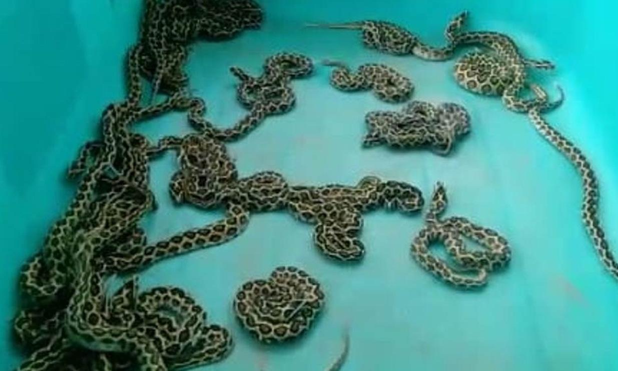 കോയമ്പത്തൂർ കാഴ് ചബംഗ്ലാവിൽ അണലി പാമ്പ് 33 കുഞ്ഞുങ്ങളെ പ്രസവിച്ചു ...