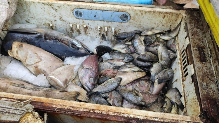 അ യ ല, സൂ ത, തി ലാ പ്പി യ, സ്രാ വി ൻെറ ത ല ഭാ ഗം.....; 250 കിലോ പഴകിയ ...