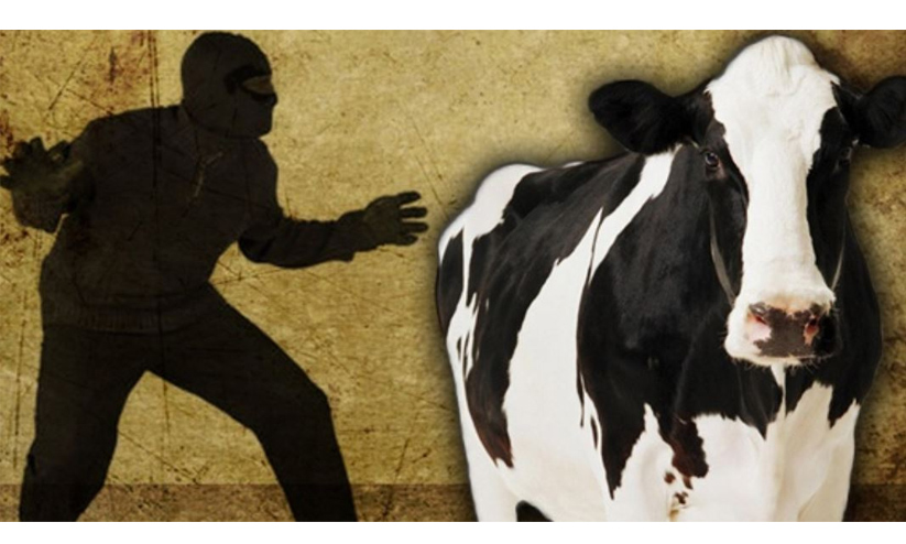 പശുവുമായി മോഷ് ടാവ് സി.സി.ടി.വിയിൽ; ഉടമ കനിഞ്ഞു കേസ് ഒഴിവായി | cow ...