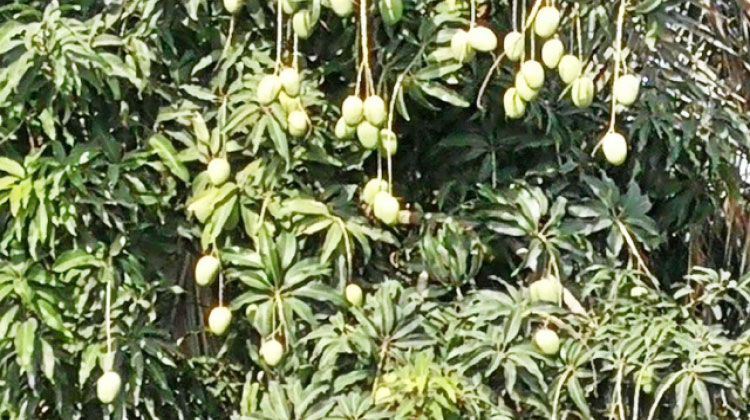 ഒ മാ നി ൽ മാ മ്പ ഴ ക്കാ ല ം | Mango season in Oman | Madhyamam