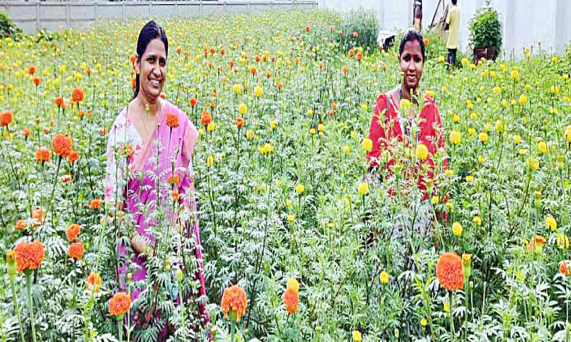 ചെണ്ടുമല്ലി കൃഷിയിലൂടെ വിജയം കൊയ്ത് ചേന്ദമംഗലത്തെ കർഷകർ | Farmers in ...