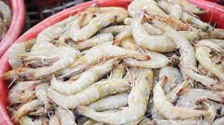 ഏ ഴു മാ സ ത്തി ന് ശേ ഷം ചെ മ്മീ ൻ എ ത്തി; 20 കി ലോ 50 ദീ നാ ർ | prones ...