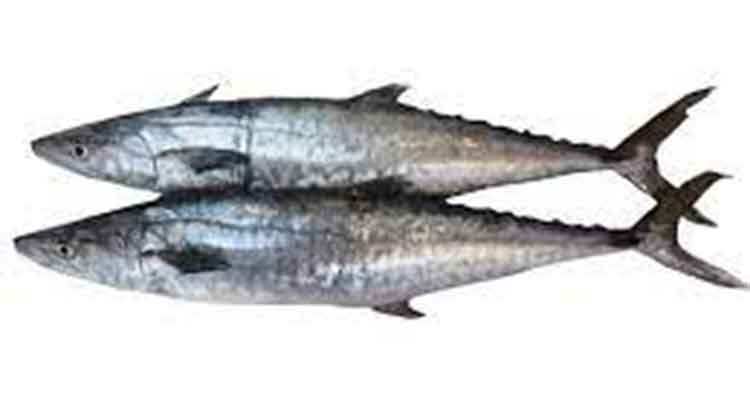 അയക്കൂറ മത്സ്യബന്ധനത്തിന് ഞായറാഴ് ച മുതൽ വിലക്ക് | Ayakoora fishing ...