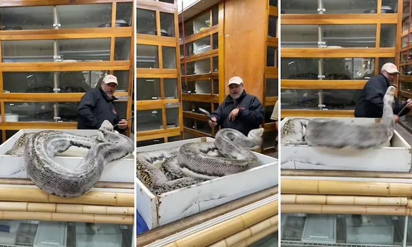 ചീറ്റിയടുത്ത് പെരുമ്പാമ്പ് , ഒഴിഞ്ഞുമാറി മൃഗശാല പരിപാലകൻ -വിഡിയോ കാണാം ...