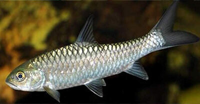 കട് ലെ: കേരളത്തിലെ 'കുയിൽ' സിക്കിമിൽ സംസ്ഥാന മത്സ്യം | Katla: Kerala ...