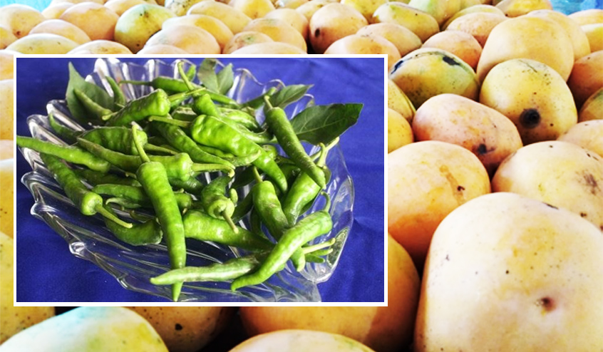 എടയൂർ മുളകിനും കുറ്റ്യാട്ടൂർ മാങ്ങക്കും ഭൗമ സൂചിക പദവി | Edayur Chilly ...