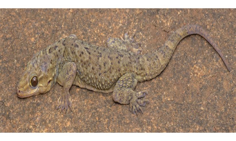 കേരളത്തിൽ പുതിയ ഇനം പല്ലി: പേര് 'ഈസ പല്ലി' | New breed of lizard in ...