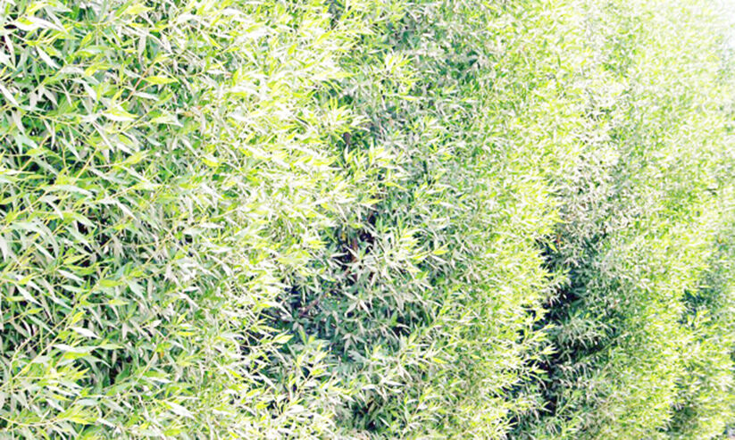 കൊ ണോ കാ ർ പ സ് മ രം നടുന്നതിന് പു തി യ മാ ർ ഗ നി ർ ദേ ശം | New ...