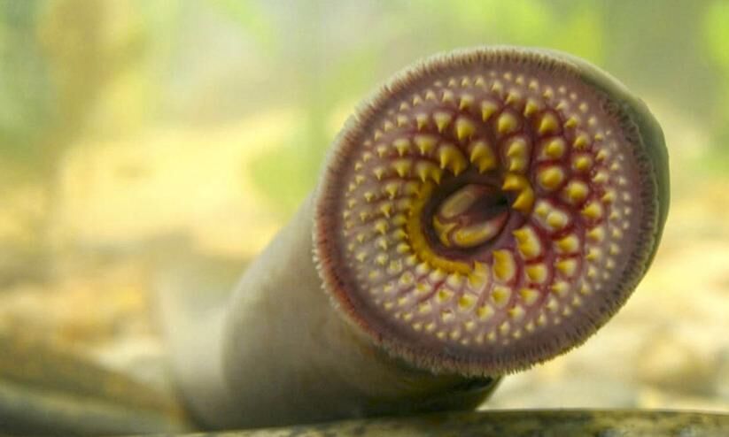 ജീവിച്ചിരിക്കുന്ന ദിനോസർ | vampire Aral fish | Madhyamam