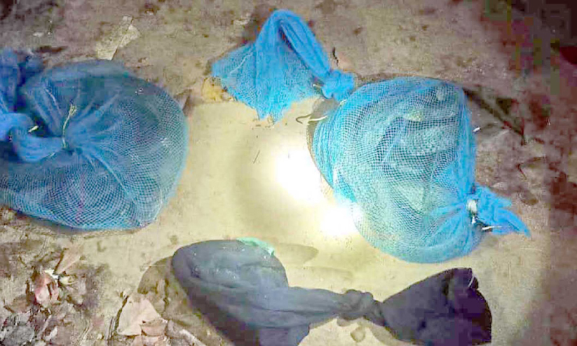 15 വയസ് പ്രായമുള്ള മൂന്ന് രാജവെമ്പാലകളെ പിടികൂടി | Three king cobras ...