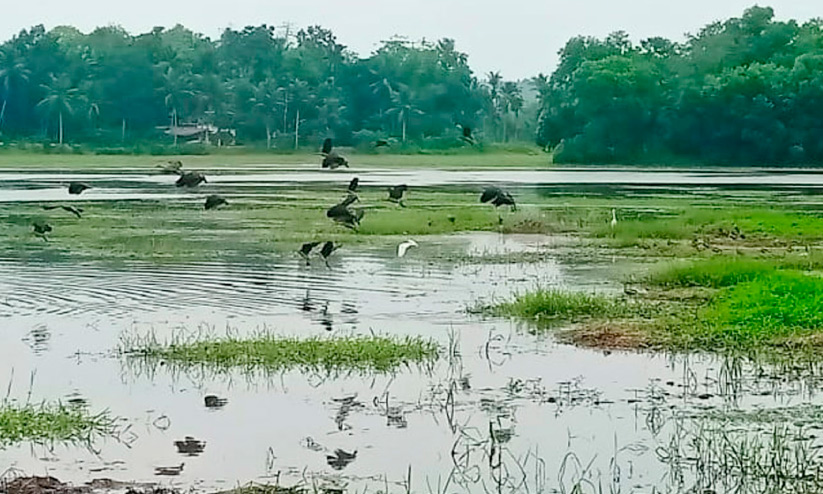 പോളച്ചിറയുടെ ടൂറിസം സ്വപ്‌നങ്ങൾ മങ്ങി | Polachira's tourism dreams ...