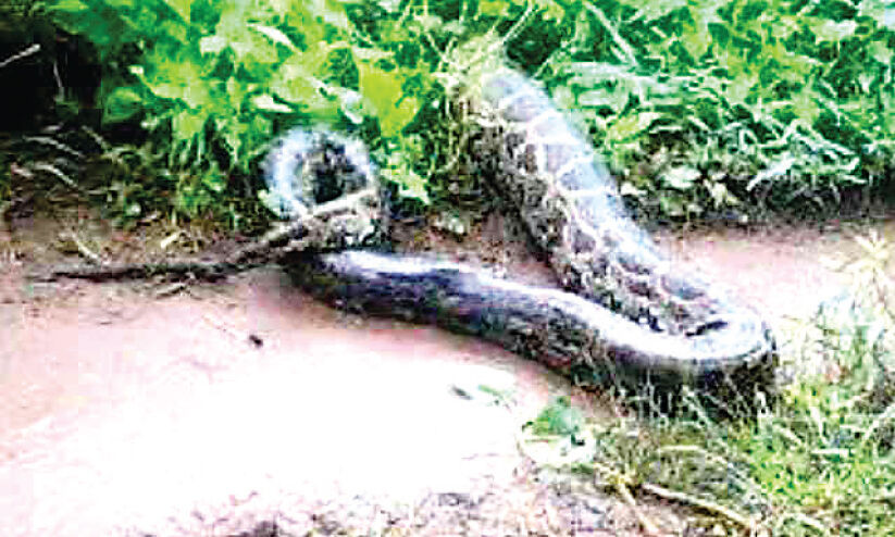 കോഴിയെ വിഴുങ്ങിയ മലമ്പാമ്പിനെ പിടികൂടി | snake swallowed chicken caught ...