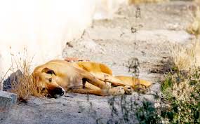 കുവൈത്തിൽതെരുവുനായ്ക്കളെയും പൂച്ചകളെയും കൊല്ലുന്നത് വ്യാപകമാവുന്നു ...