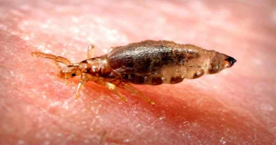 ചെള്ളുപനി: ജാഗ്രത കർശനമാക്കി ആരോഗ്യവകുപ്പ് | flea fever fear in kerala ...
