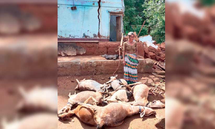 വീ ടി ന്‍റെ ചു മ രി ടി ഞ്ഞ് വീ ണ് ഏ ഴ് ആ ടു ക ൾ ച ത്തു | The wall of ...