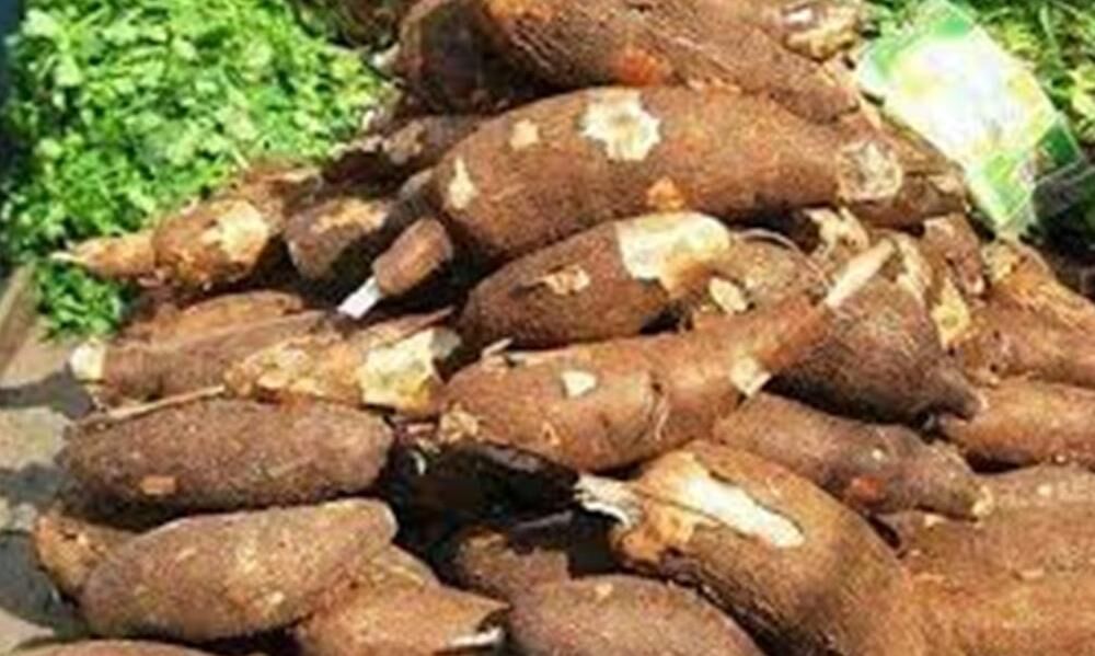 കപ്പയാണ് താരം: വില ഉയർന്നുതന്നെ | Kappa prices are not falling | Madhyamam