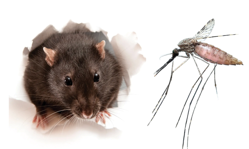 പനിച്ചൂടിൽ പൊള്ളി കൊല്ലം; ഡെങ്കിയും എലിപ്പനിയും കോവിഡും ...