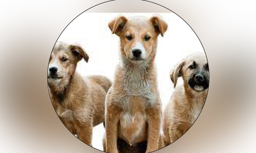 വള്ളിക്കുന്നിൽ തെരുവ് നായ് പ്രജനന നിയന്ത്രണത്തിന് പദ്ധതി | Project for ...