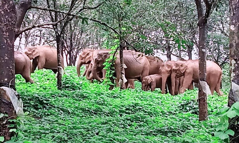 ചിമ്മിനി ഡാം റോഡിൽ നാൽപതോളം കാട്ടാനകൾ | About 40 wild elephants on Chimney Dam Road | Madhyamam