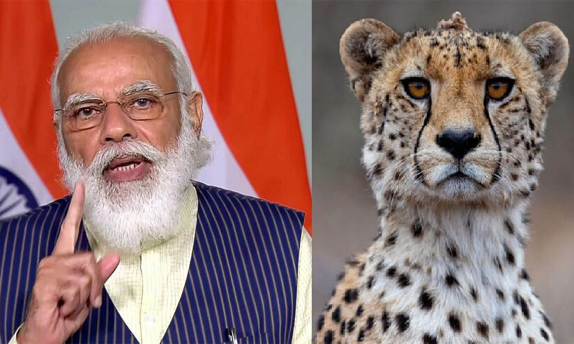 ആഫ്രിക്കയിൽ നിന്നും എത്തുന്ന ചീറ്റകളെ ജന്മദിനത്തിൽ സ്വാഗതം ചെയ്യാനൊരുങ്ങി മോദി | Cheetahs To ...