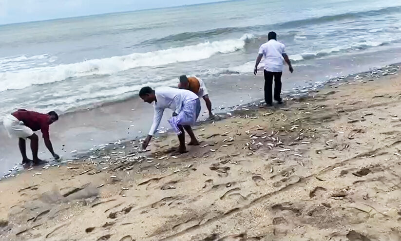 മാറാട്-ഗോതീശ്വരം തീരങ്ങളിൽ മത്തിച്ചാകര; നാട്ടുകാർക്ക് കൗതുകം | Fish hit ...