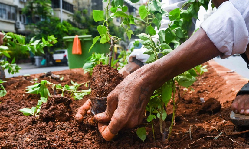 അഞ്ച് വർഷത്തിനിടെ നട്ട മരത്തൈകൾ എത്ര? മരമായി വളർന്നവ എത്ര? ചെലവായ ...