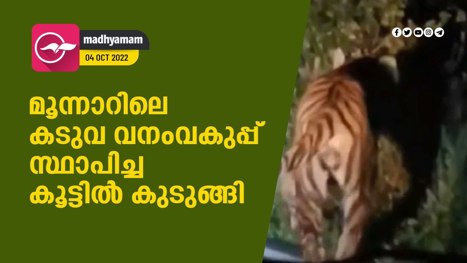 മൂന്നാറിലെ കടുവ വനംവകുപ്പ് സ്ഥാപിച്ച കൂട്ടിൽ കുടുങ്ങി | Munnar tiger ...