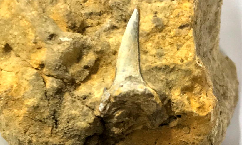 സൗദിയിൽ അപൂർവ സമുദ്രജീവികളുടെ ഫോസിലുകൾ കണ്ടെത്തി | Fossils discovered ...