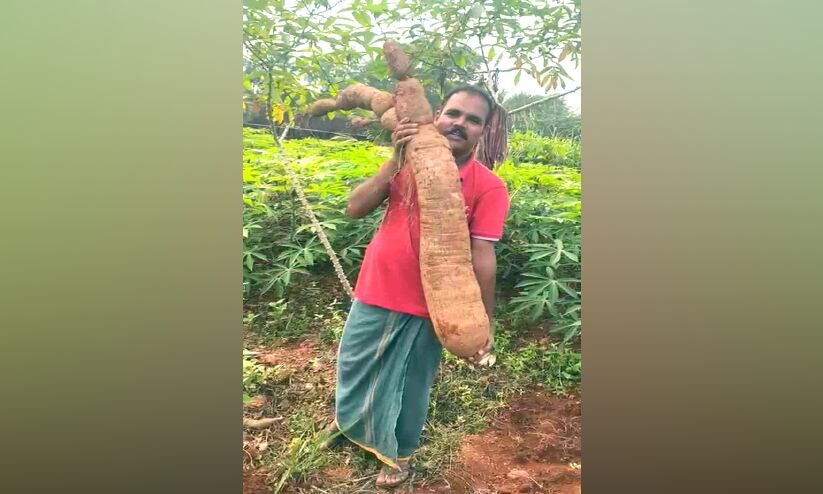 ജൈവ വളത്തിൽ വിളയിച്ച ഭീമൻ മരച്ചീനിയുമായി ഫൈസൽ | Faisal with giant ...