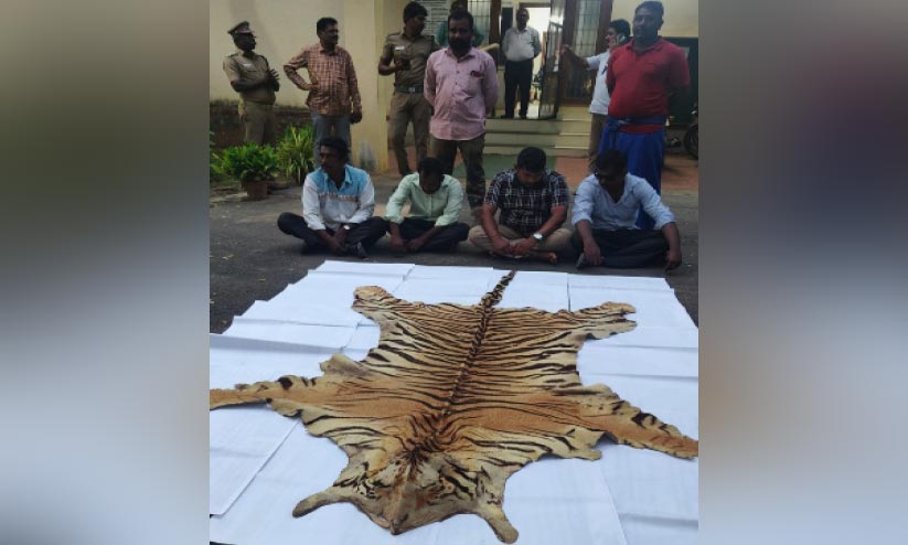 കടുവത്തോൽ കച്ചവടം: നാലുപേർ അറസ്റ്റിൽ | Tiger skin trade-Four arrested ...