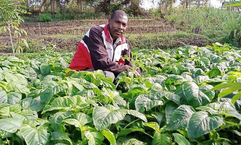Climate Resilience: Kenyan Farmers Growing Indigenous Crops | Climate ...