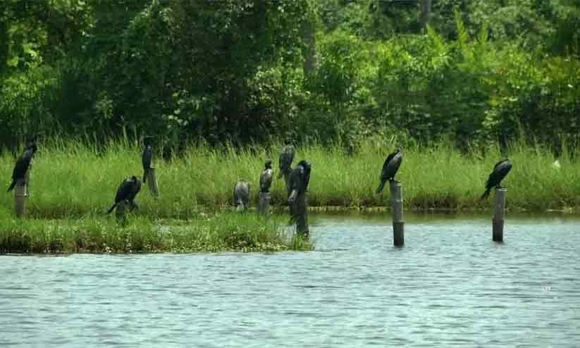 കോട്ടൂളി തണ്ണീർത്തടം മണ്ണിട്ട് നികത്തുന്നു | kottooli wetland | Madhyamam