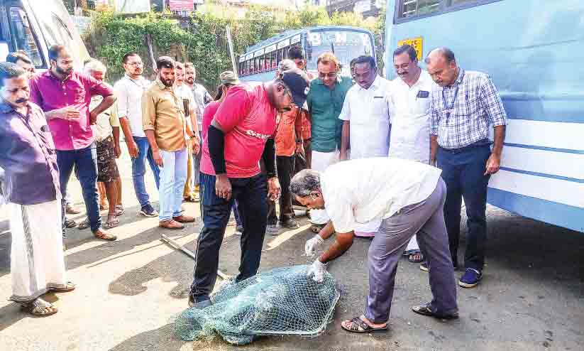 പേ വിഷബാധ: മഞ്ചേരിയിൽ തെരുവുനായ്ക്കൾക്ക് കുത്തിവെപ്പ് തുടങ്ങി ...