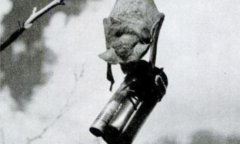 രണ്ടാം ലോകയുദ്ധത്തിലെ വവ്വാൽ യുദ്ധം | Bat bomb experimental World War ...