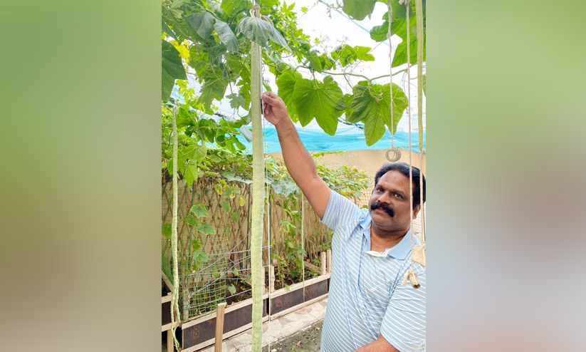 ആറടി നീളമുള്ള പടവലം വിളയിച്ച് ഹമദ് ആശുപത്രിയിലെ ഡോ. പ്രദീപ് രാധാകൃഷ്ണന് ...