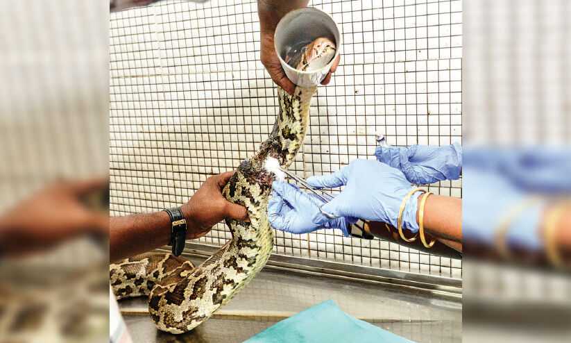 വലയിൽകുരുങ്ങി പരിക്കേറ്റ പെരുമ്പാമ്പിന് ചികിത്സ; മു റി വ് കെ ട്ടി യ ശേ ...