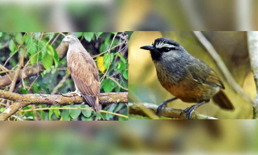 ആറളത്ത് പുതിയ ഒരിനം പക്ഷികൂടി | There is a new kind of bird in Aralam ...