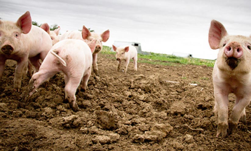 മുറിവുണക്കാൻ പന്നിയുടെ പിത്താശയ സ്‌തരം; ശ്രീചിത്രക്ക് പേറ്റന്‍റ് | Pig ...