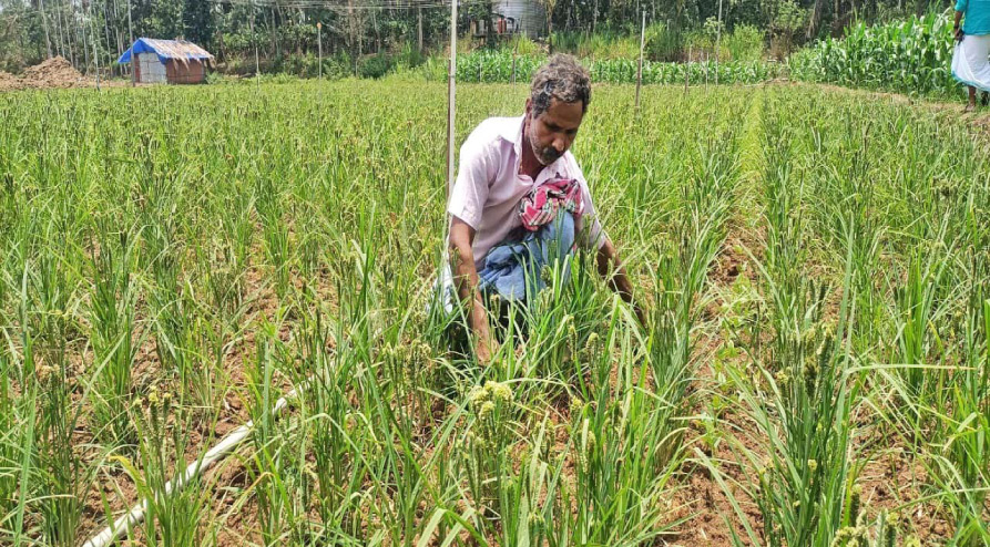 മു ത്താ റി കൃ ഷി യി ൽ വി ജ യം കൊ യ്ത് ജോ ൺ സ ൻ | Johnson succeeds in ...
