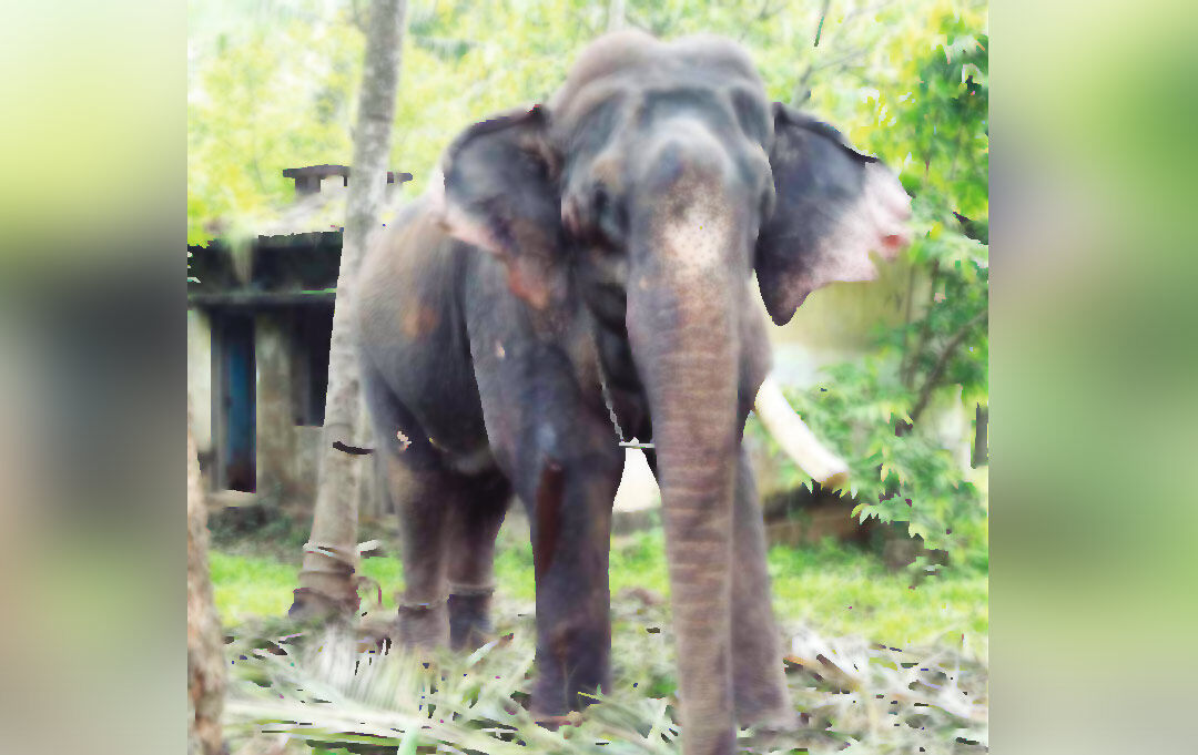 ജനവാസ മേഖലക്കടുത്ത് തളച്ച നാട്ടാനയെ കാട്ടാനക്കൂട്ടം ആക്രമിച്ചു ...