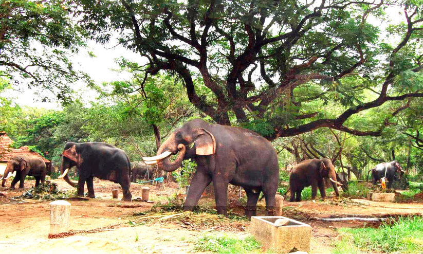 ആ ന ത്താ വ ള ത്തി ലെ സ്ഥി തി ശോ ച നീ യം -അ ഭി ഭാ ഷ ക ക മീഷ ൻ | The ...
