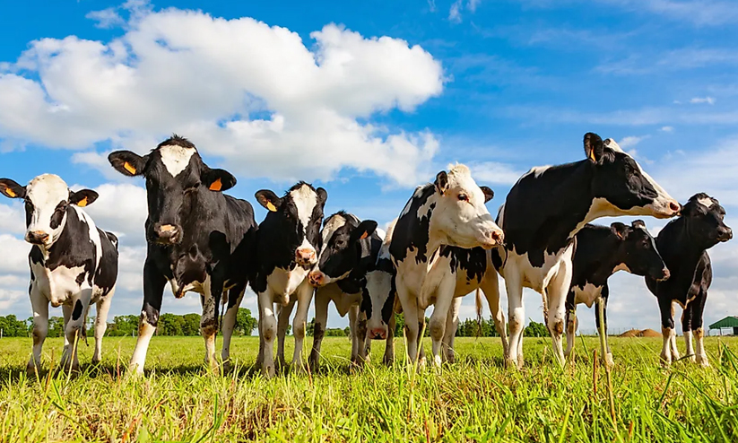 നല്ലയിനം പശുക്കളെ വാങ്ങാൻ വന്നോളൂ, ആലപ്പുഴയിലെ ആദ്യ കിടാരി പാ ...