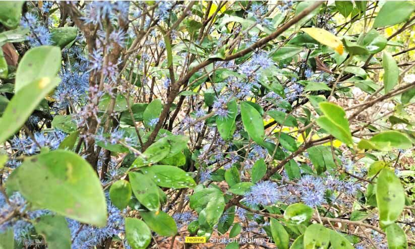 കായാമ്പൂ, കണ്ണിൽ വിടരും..... | plantations-kayambu-plants | Madhyamam