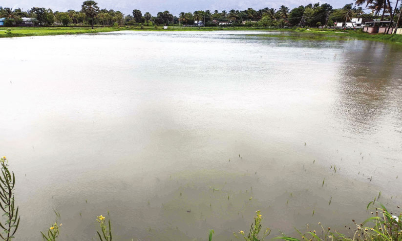145 ഏ ക്ക ർ നെ ൽ പാ ടം വെ ള്ള ത്തി ൽ മു ങ്ങി | 145 acres of paddy field ...