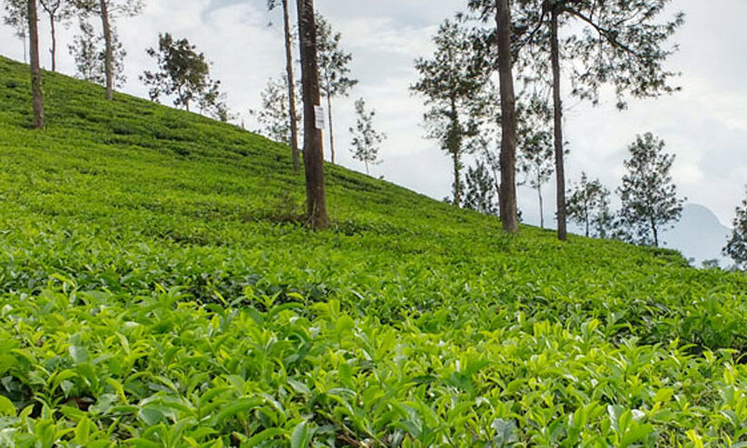 വിലയില്ല, ഉൽപാദനച്ചെലവും കൂടി; ചെറുകിട കര്‍ഷകര്‍ തേയില കൃഷി ...