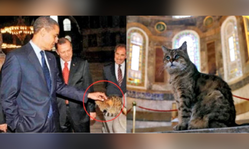 തു ർ ക്കി യ യു ടെ പൂ ച്ച പ്രേ മം | Why Do Turkish People Love Cats So ...