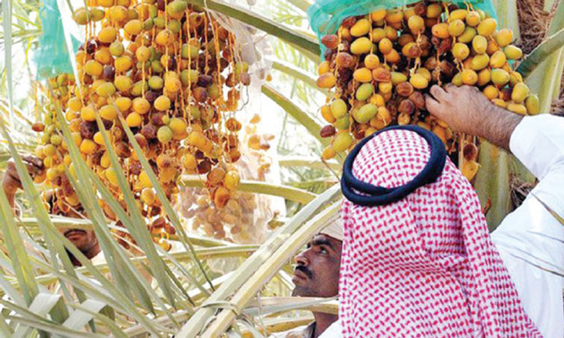 അൽ ഖർജിൽ ഉൽപാദിപ്പിക്കുന്നത് പ്രതിവർഷം ഒമ്പത് കോടി ഈത്തപ്പഴം | Al Kharj ...