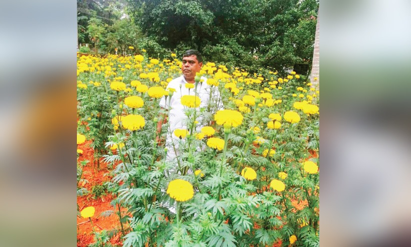 ചെ ണ്ടു മ ല്ലി വി രി ഞ്ഞ് പെ രി മ്പ ല ത്തെ പൂ പ്പാ ടം | marigold flower ...