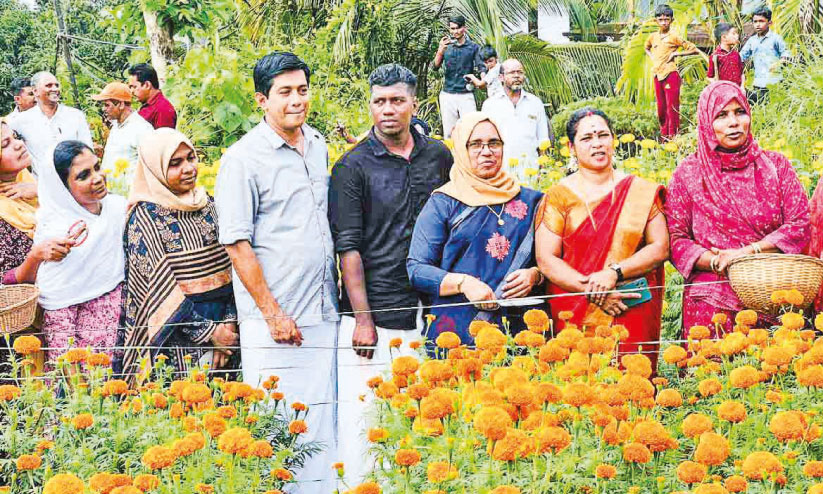 വ ർ ണോ ത്സ വ മാ യി ചെ ണ്ടു മ ല്ലി വി ള വെ ടു പ്പ് | Chendumalli harvest ...