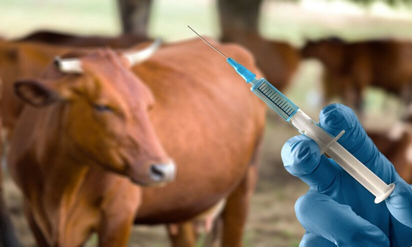 കന്നുകാലികൾക്ക് 40 ലക്ഷത്തിലധികം കുത്തിവെപ്പ് നൽകി | More than 40 lakh ...